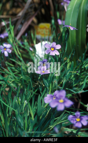 Pigroot - Sisyrinchium Stock Photo - Alamy