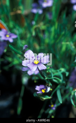 Pigroot - Sisyrinchium Stock Photo - Alamy