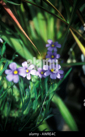 Pigroot - Sisyrinchium Stock Photo - Alamy