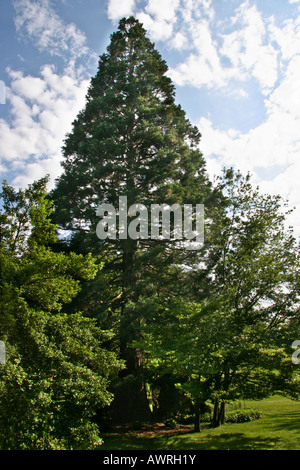 A Giant Sequoia tree in Michigan public park low angle close up nobody ...