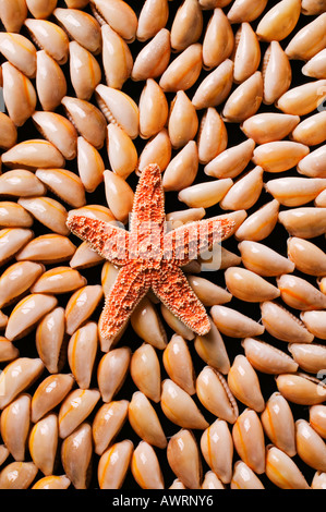 Star Shell Still Life Stock Photo - Alamy