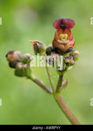 A close-up of the flower of a Water Figwort, Scrophularia auriculata ...