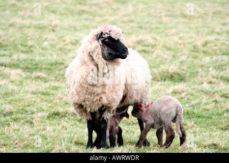 sheep with twins Suckling Stock Photo - Alamy