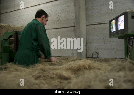 A worker is spreading scutched flax fibers before they enter the ...