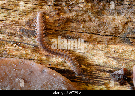 Flat Backed Millipede Polydesmus angustus on earth and Stock Photo - Alamy