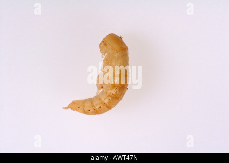 Darkling beetle larva at pupa stage (Tenebrio molitor Stock Photo - Alamy