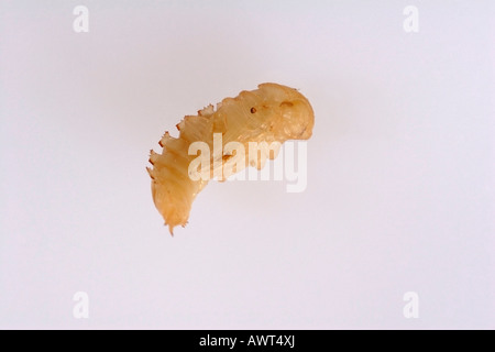 Darkling beetle larva at pupa stage (Tenebrio molitor Stock Photo - Alamy
