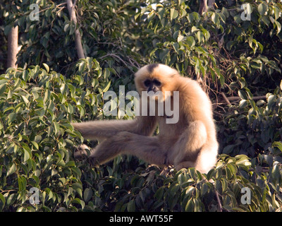 Female Buff Cheeked Crested Gibbon (Nomascus gabriellae) also listed as ...