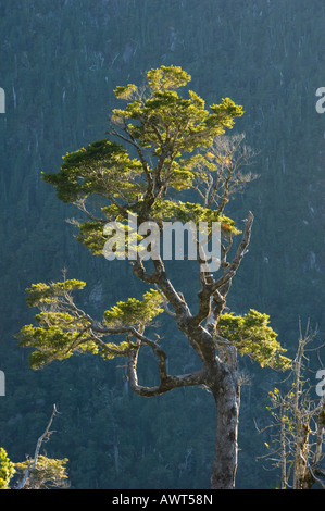 Alerce, or Southern Beech Tree (Nothofagus dombeyi) Alerce Andino ...