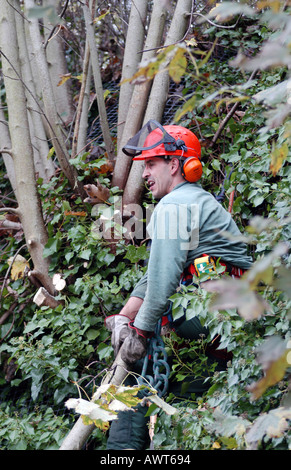 Tree Surgeons cutting and pruning sycamore trees Stock Photo - Alamy