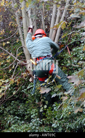 A tree surgeon pruning sycamore trees Stock Photo - Alamy
