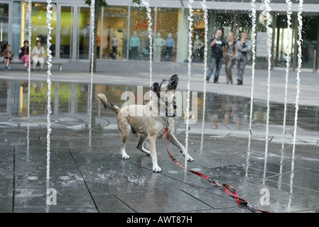 Yellow Automatic Pet Water Fountain Stock Photo - Alamy