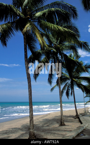 Plam trees at Same beach northeren beaches area near Esmeraldas Ecuador ...