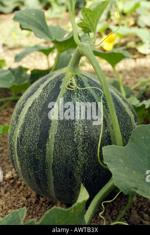 OGEN MELON (CUCUMIS MELO) GROWING, A VARIETY OF MELON THAT DEVELOPED IN ...