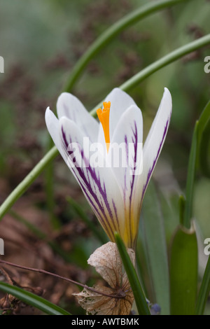 Crocus Versicolor (Cloth of Silver crocus), with white petals and ...