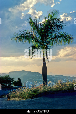 Backlit Palm Tree, Caracas, Venezuela [3] Stock Photo - Alamy