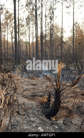 Forest fires burn many acres of timber each year in Florida, USA Stock ...