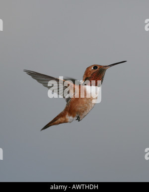 Rufous Hummingbird Male in Flight Stock Photo - Alamy