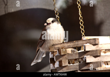Gray Jay at bird feeder in winter Stock Photo - Alamy
