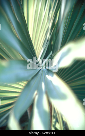 Talipot Tree Indian Ocean Stock Photo - Alamy