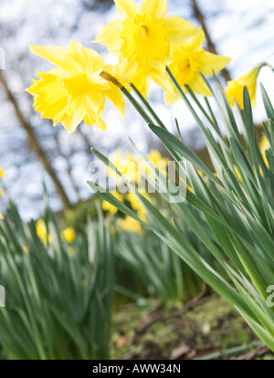 Daffodils blooming in the spring sunshine outside of a formal garden ...