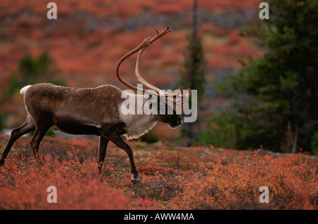 Caribou in the fall the Barrens Headwaters of the Thelon River Canadian ...