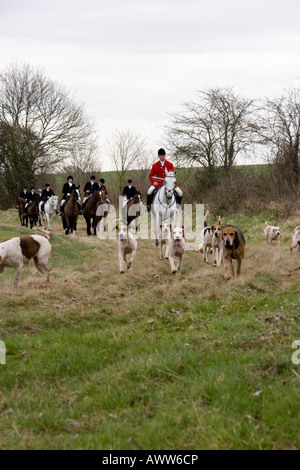 Essex and Suffolk Hunt fox hounds running in the main ring of the South ...