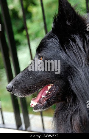 Black male groenendael dog Stock Photo - Alamy