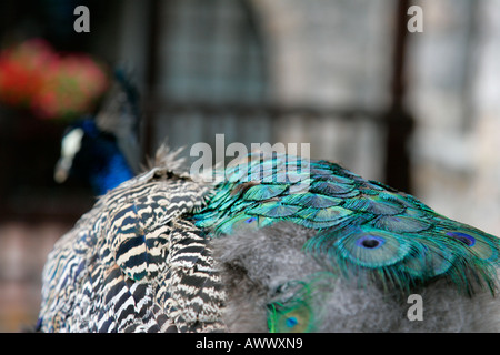 Bird peacock peahen St Naum Monastery Macedonia shore Lake Ohrid border ...