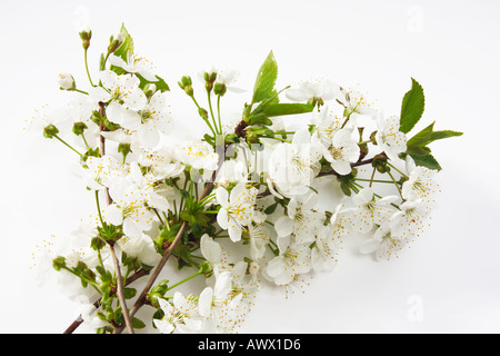close-up view of beautiful blossoming cherry tree Stock Photo - Alamy