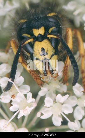 High angle closeup shot of a hornet on a concrete gray ground Stock ...