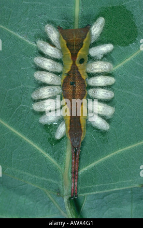 Braconid Wasp (Braconidae Stock Photo - Alamy