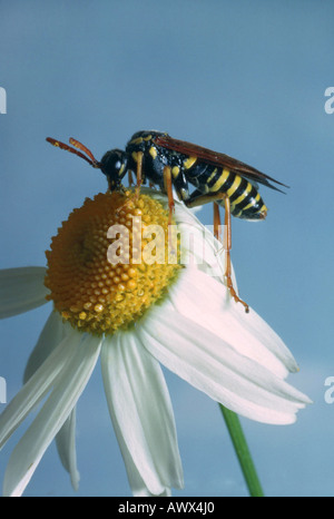 A closeup shot of common daisies and an insect sitting on the plant on ...