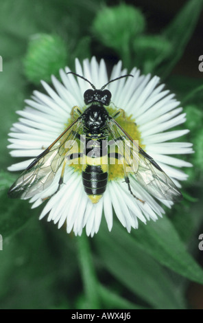 Sawfly Tenthredo temula Tenthredinidae on wild angelica UK Stock Photo ...