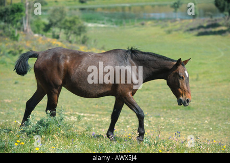 Garrano horse (Equus przewalskii f. caballus), Portugal, NP Penada-gers ...