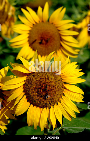 Sunflower, Helianthus annuus, with two insects in front of blue sky ...