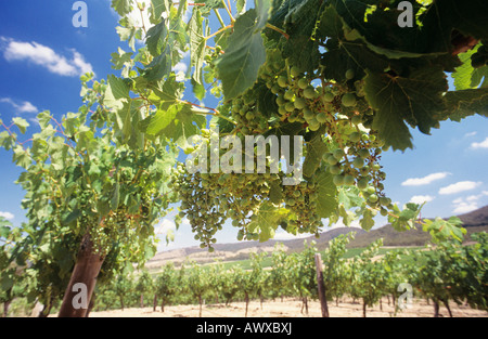 Wine grapes on vines, Central Victoria, Australia Stock Photo - Alamy