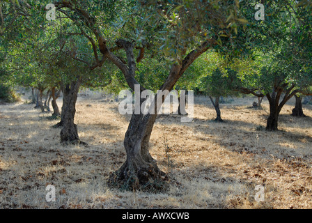 Italy, Sicily, countryside, olive trees Stock Photo - Alamy