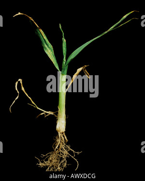 Gout fly Chlorops pumilionis swelling damage to young wheat plants stem ...