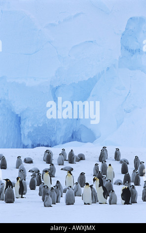 Emperor Penguin (Aptenodytes forsteri) group tobogganing, Antarctica ...