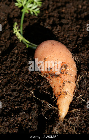 Organic Carrot On Mud Stock Photo - Alamy