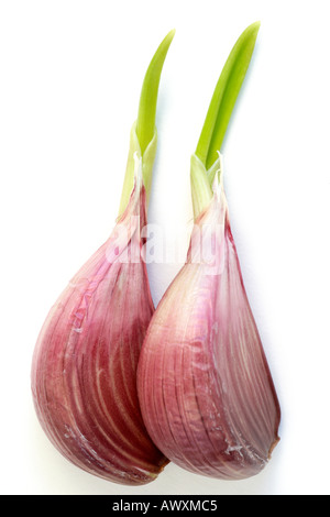 Fresh sprouting clove Mediterranean garlic bulb on white background ...