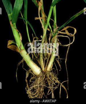 Gout fly Chlorops pumilionis pupae in a damaged wheat stem base Stock ...