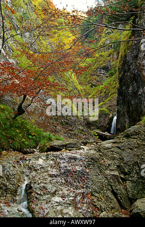 Colourful forest of autumnal Horne Diery Gorge, Mala Fatra mountain ...
