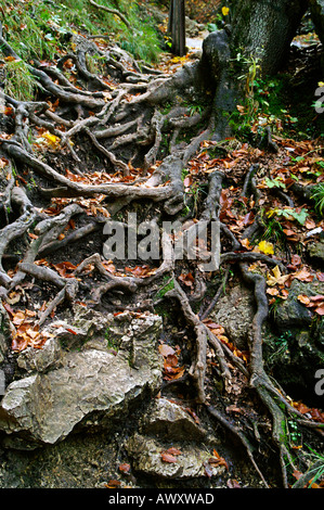 Thrawn crooked roots of old tree, autumnal Horne Diery Gorge, Mala ...