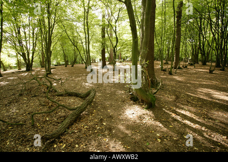 green broadleaf trees in an English wood with dappled sunlight ...