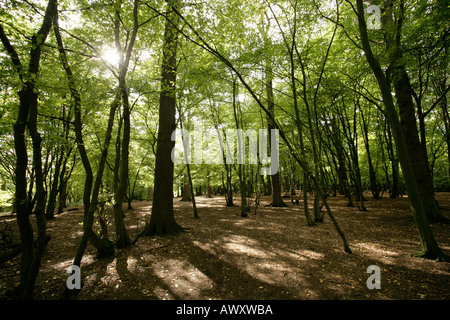 green broadleaf trees in an English wood with dappled sunlight ...
