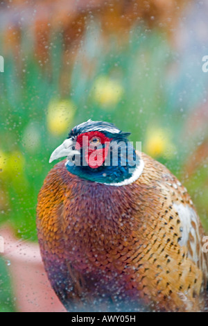 Pheasant legs. Cute bird feet. Beautiful bird. Beautiful pheasant ...