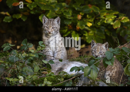 Junger Luchs an Beute juvenil lynx at booty Stock Photo - Alamy