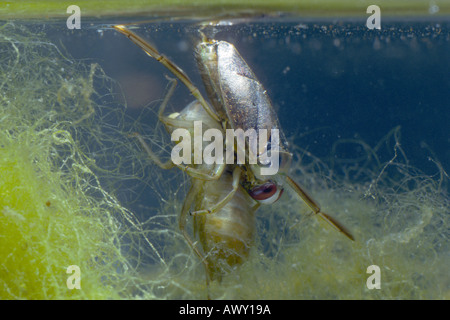 Backswimmer or water-boatman Notonecta viridis in pond at water surface ...